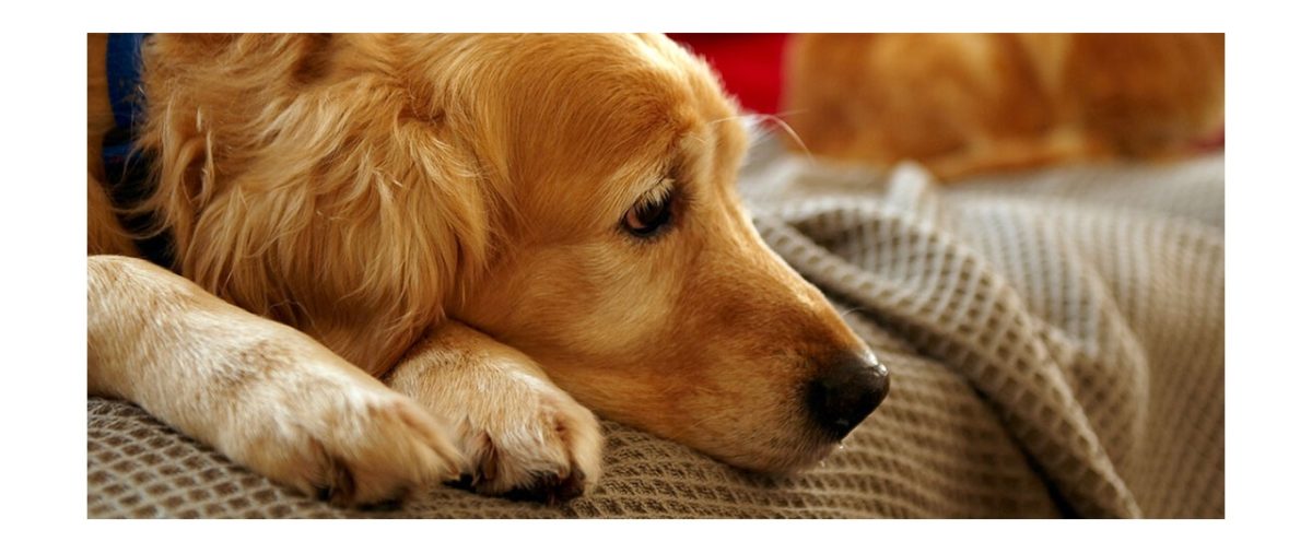 Sick Dog Symptoms - Know The Signs - Pet Happy Life