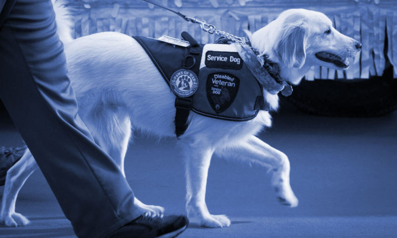 Service Dogs At No Cost | America's VetDogs - Pet Happy Life