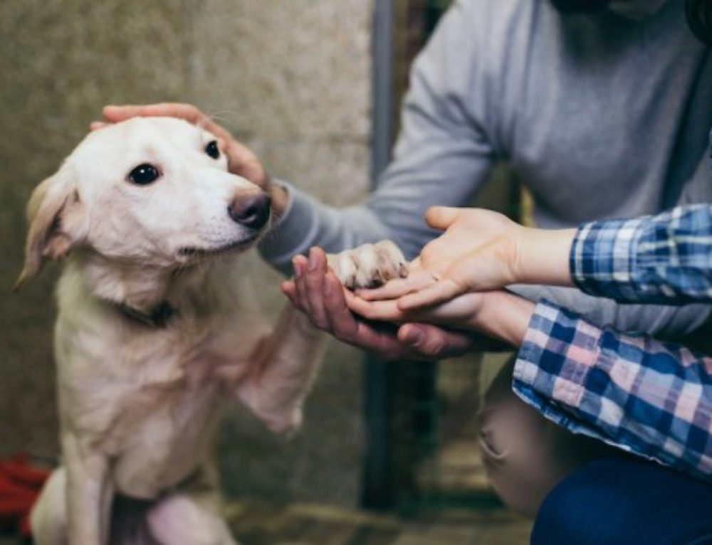 10 WAYS KIDS LIKE YOU CAN HELP ANIMALS IN SHELTERS - Pet Happy Life